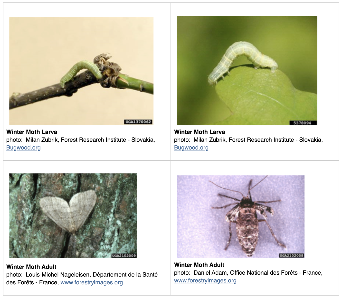A Pest Concern in New England: Winter Moth Update 2009 | Integrated ...