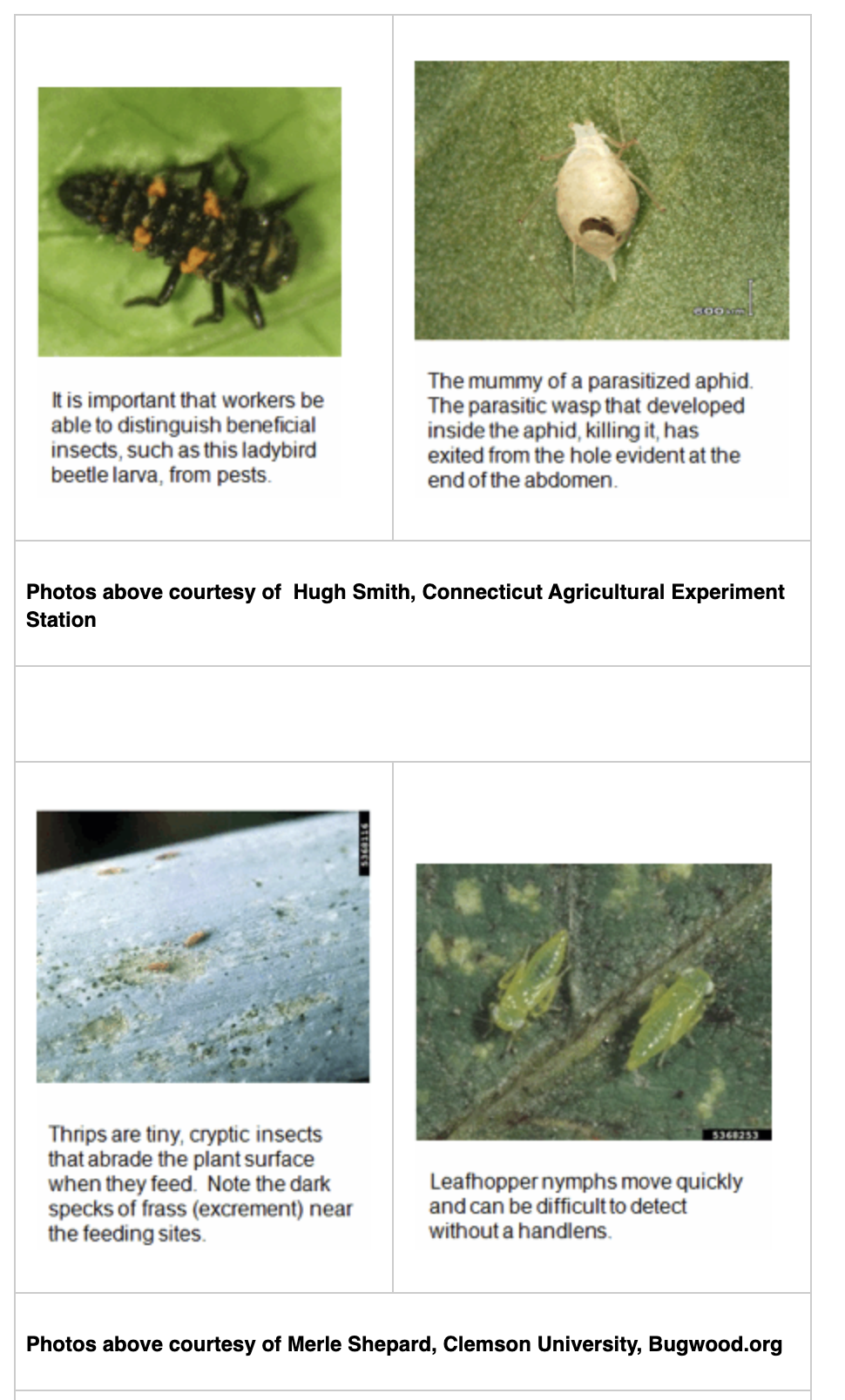 Monitoring Arthropod Pests of Connecticut Nurseries | Integrated Pest ...