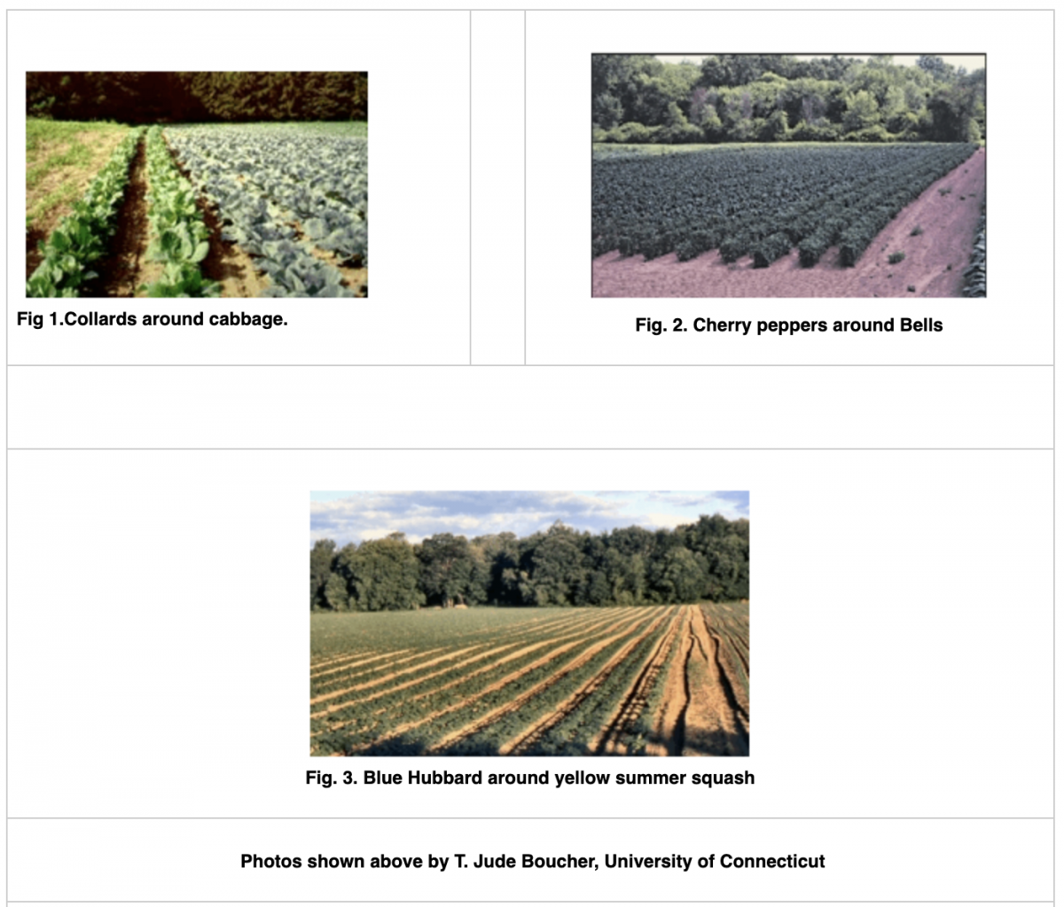 Perimeter Trap Cropping Works! | Integrated Pest Management