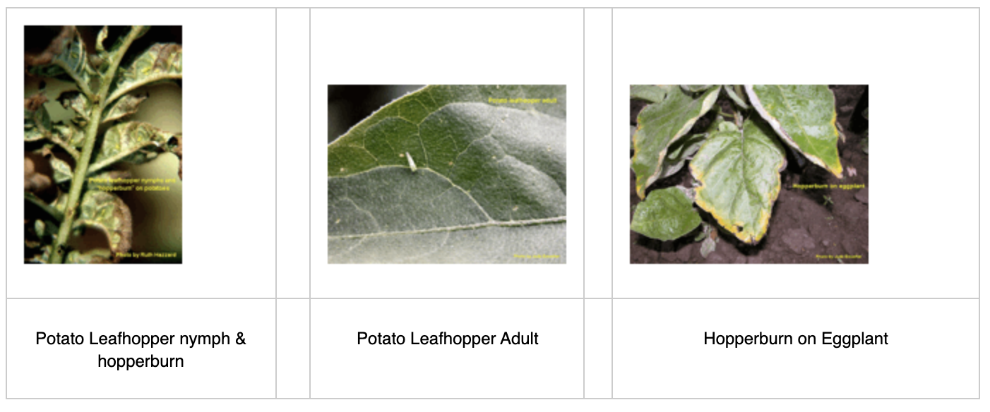 Potato Leafhopper Integrated Pest Management