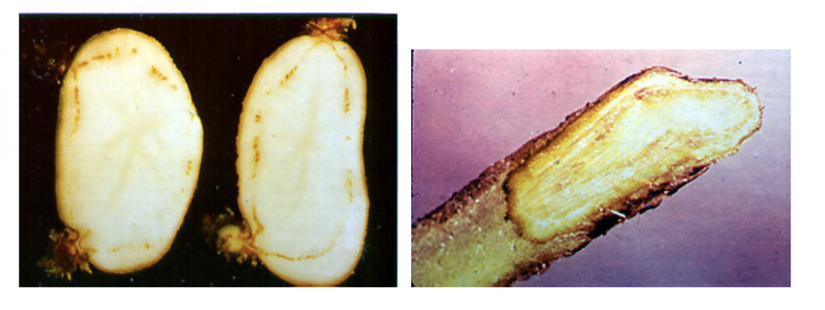 Vascular Wilts of Potato | Integrated Pest Management