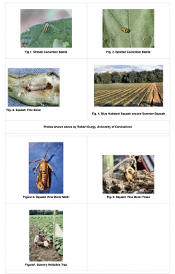 Perimeter Trap Cropping for Yellow and Green Summer Squash | Integrated ...
