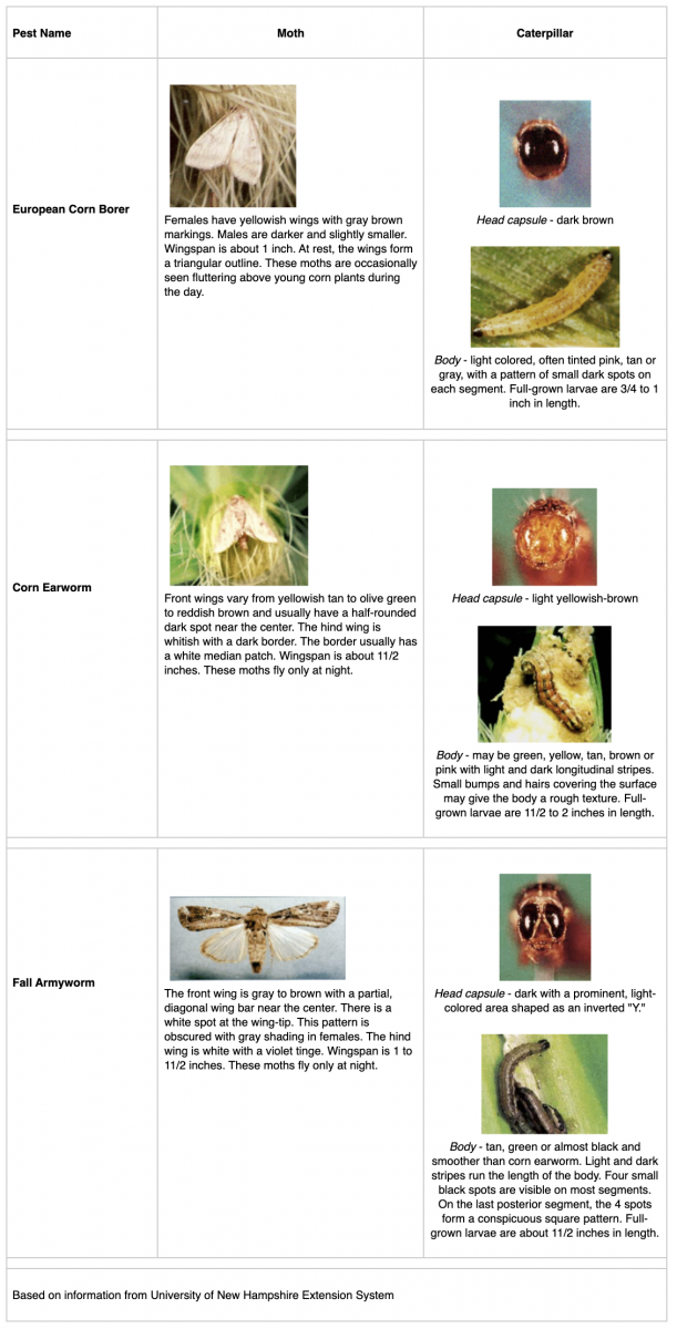 Identification of Sweet Corn Pests | Integrated Pest Management