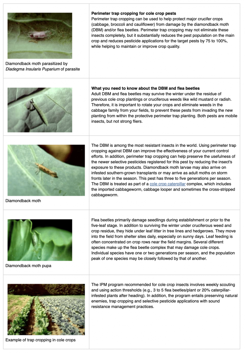 Perimeter Trap Cropping for Cole Crops | Integrated Pest Management