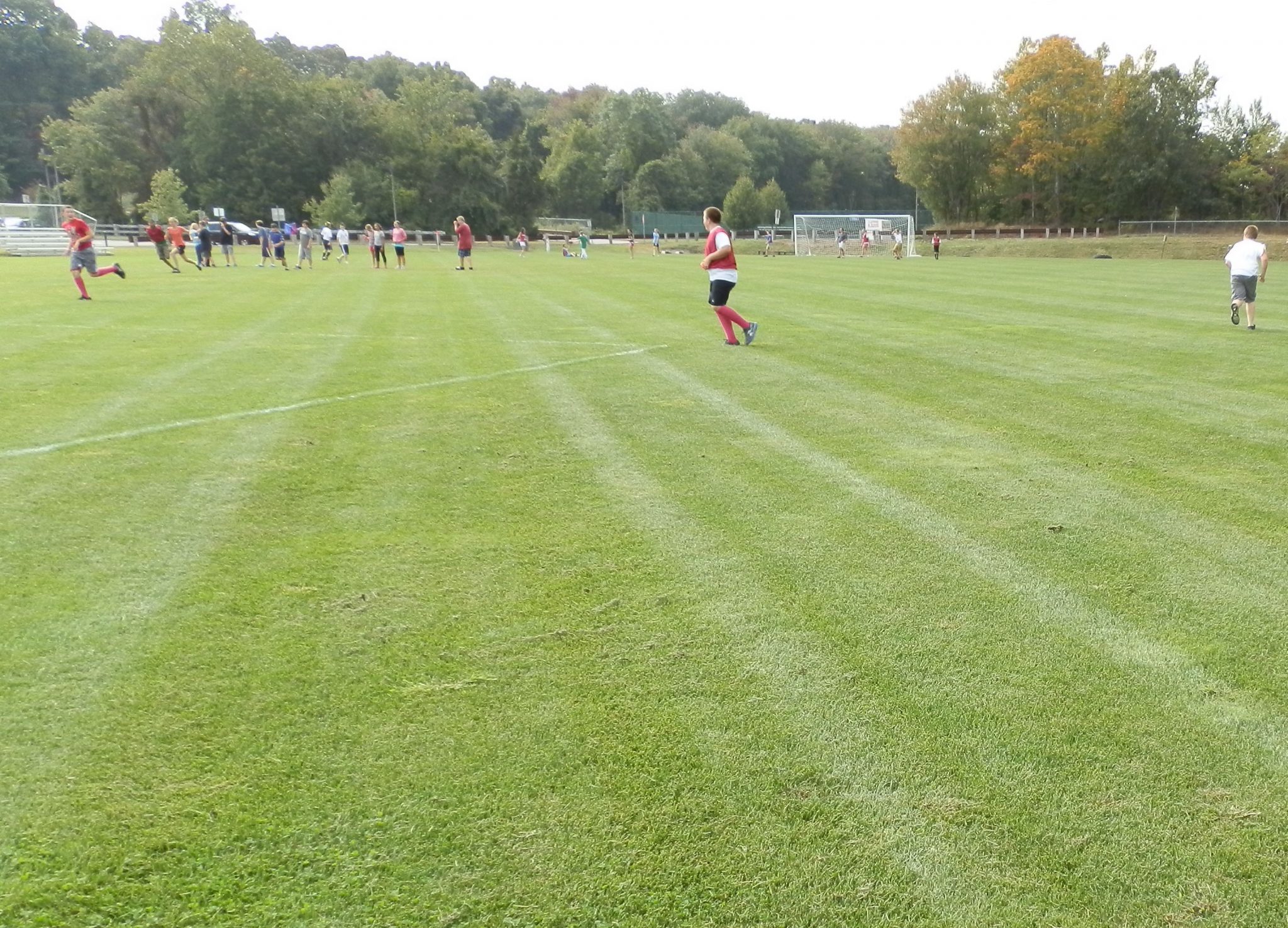 Identification of Problem Weeds in School Turf Areas | Integrated Pest ...