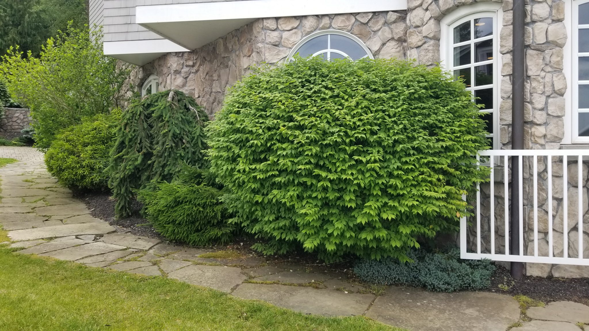 Invasive Plant Factsheet: Burning bush/Winged Euonymus | Integrated ...