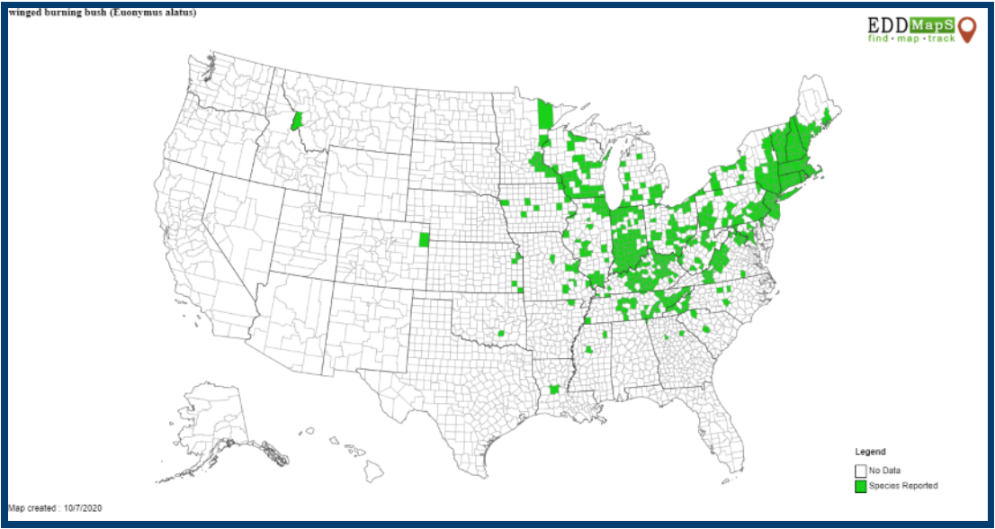Invasive Plant Factsheet: Burning bush/Winged Euonymus | Integrated ...