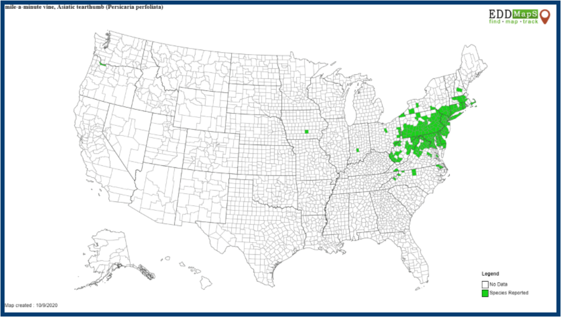 Invasive Plant Factsheet: Mile-a-minute | Integrated Pest Management