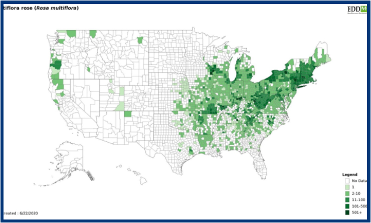 Invasive Plant Factsheet: Multiflora Rose | Integrated Pest Management