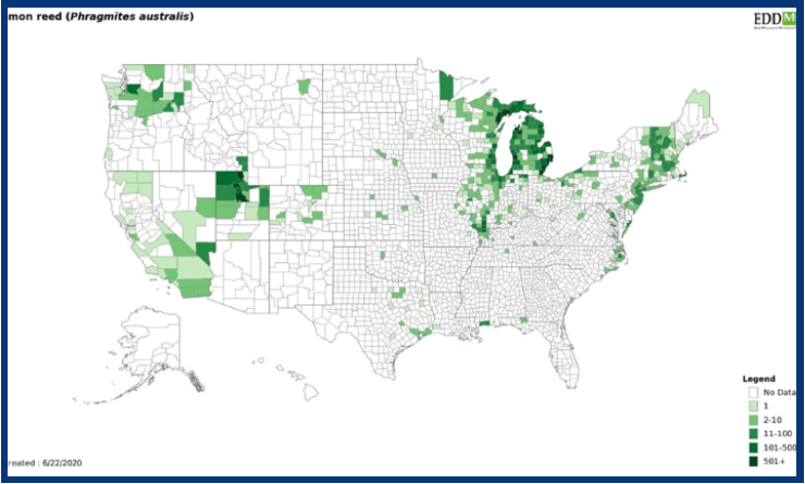 Invasive Plant Factsheet: Common Reed | Integrated Pest Management