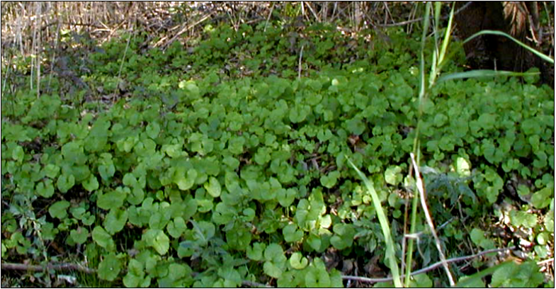 Invasive Plant Factsheet: Garlic mustard | Integrated Pest Management