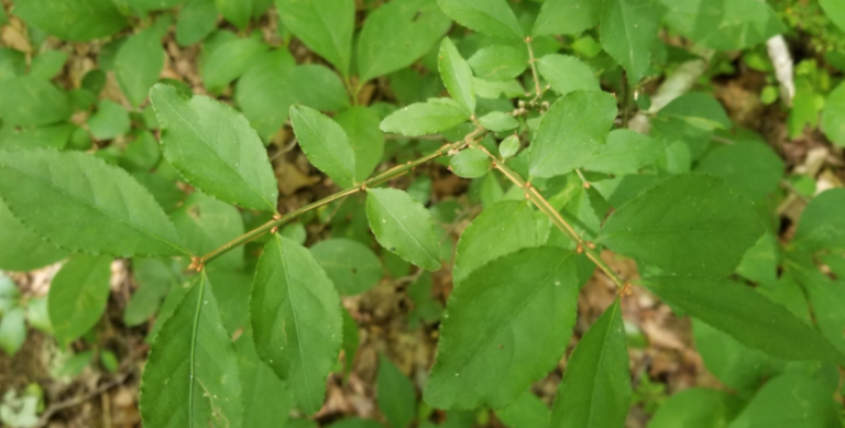 Invasive Plant Factsheet: Burning bush/Winged Euonymus | Integrated ...