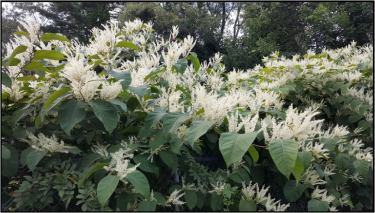 Invasive Plant Factsheet: Japanese Knotweed | Integrated Pest Management