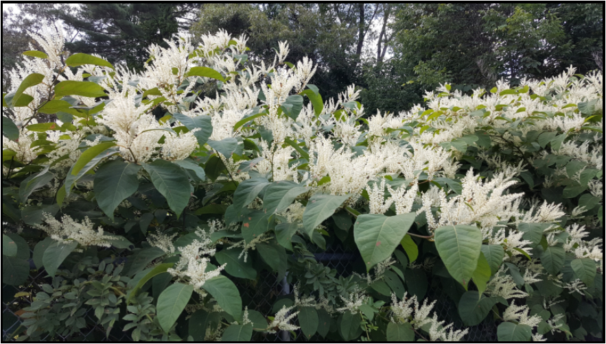 Invasive Plant Factsheet: Japanese Knotweed | Integrated Pest Management