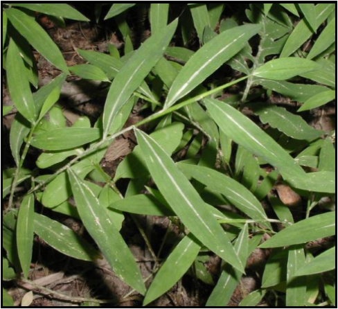 Invasive Plant Factsheet: Japanese Stiltgrass | Integrated Pest Management
