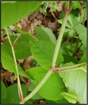 Invasive Plant Factsheet: Japanese Knotweed | Integrated Pest Management