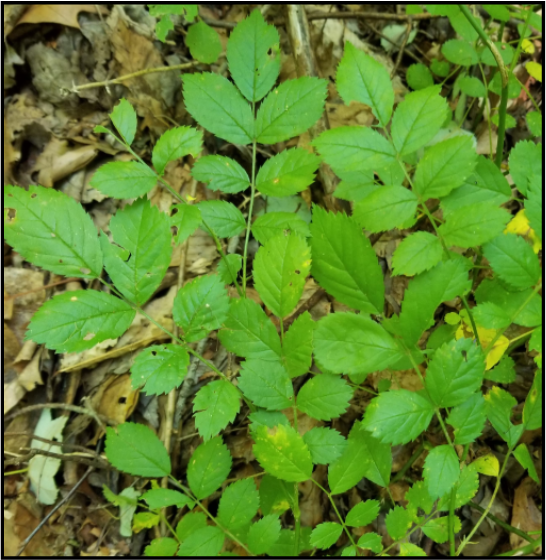 Invasive Plant Factsheet: Multiflora Rose | Integrated Pest Management