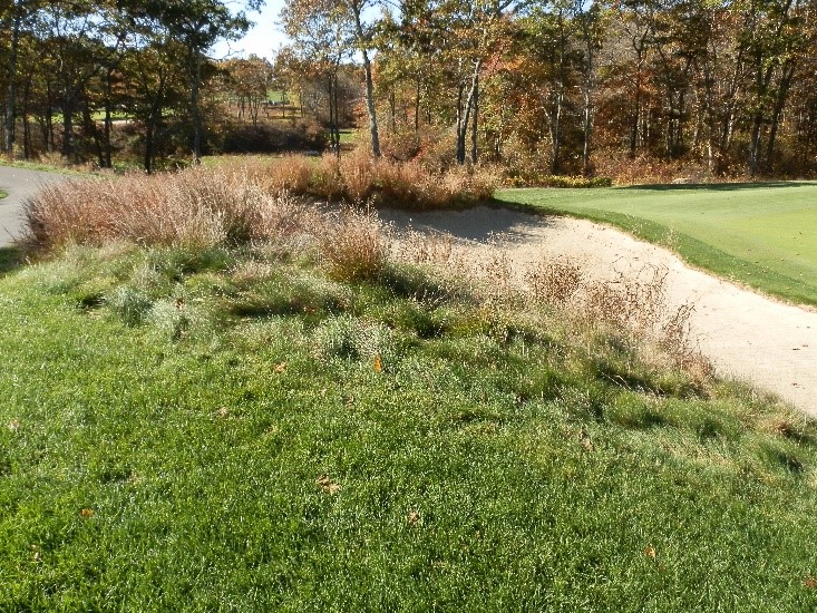 Alternative “Lawn” Options for New England Landscapes | Integrated Pest ...