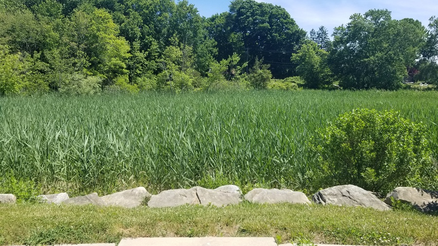 Invasive Plant Factsheet: Common Reed | Integrated Pest Management