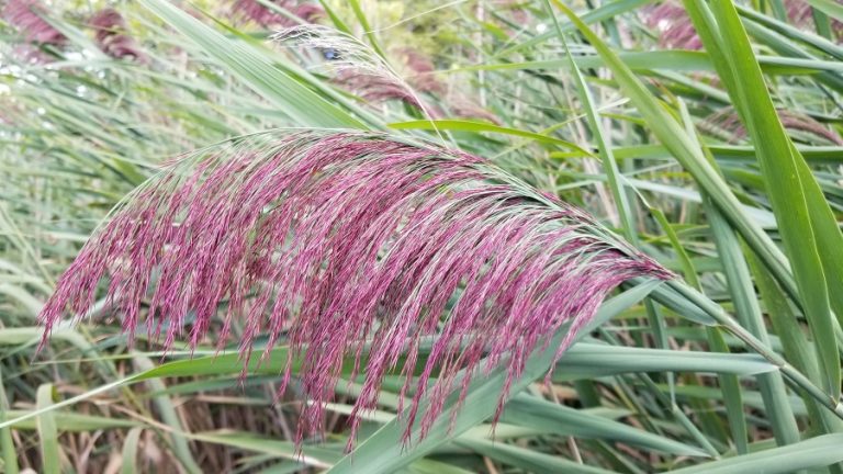 Invasive Plant Factsheet: Common Reed | Integrated Pest Management