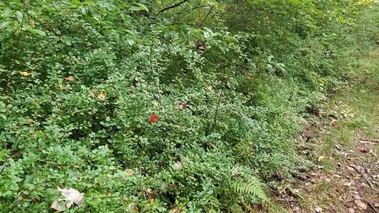 Invasive Plant Factsheet: Japanese Barberry | Integrated Pest Management