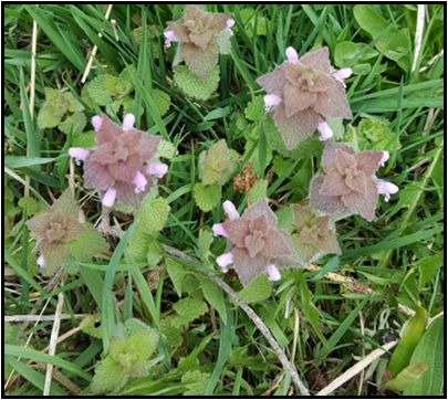 Identification of Problem Weeds in School Landscapes | Integrated Pest ...