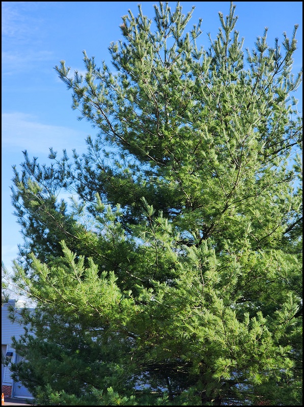 Connecticut Native Tree and Shrub Availability List | Integrated Pest ...