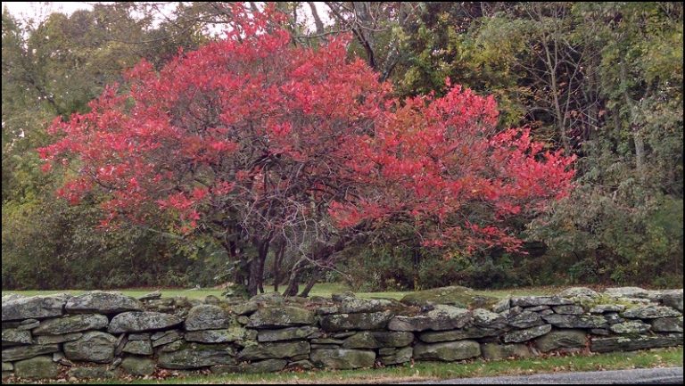Connecticut Native Tree and Shrub Availability List | Integrated Pest ...