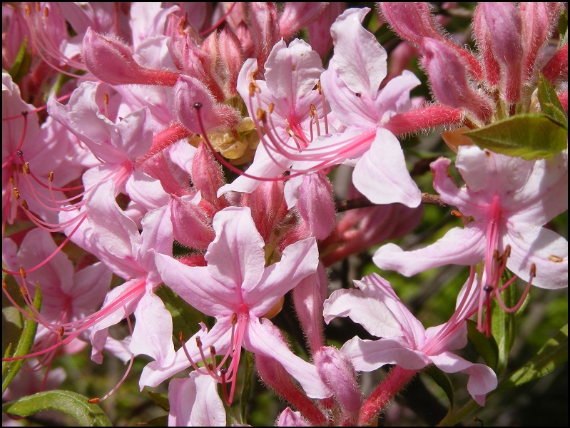 Connecticut Native Tree and Shrub Availability List | Integrated Pest ...